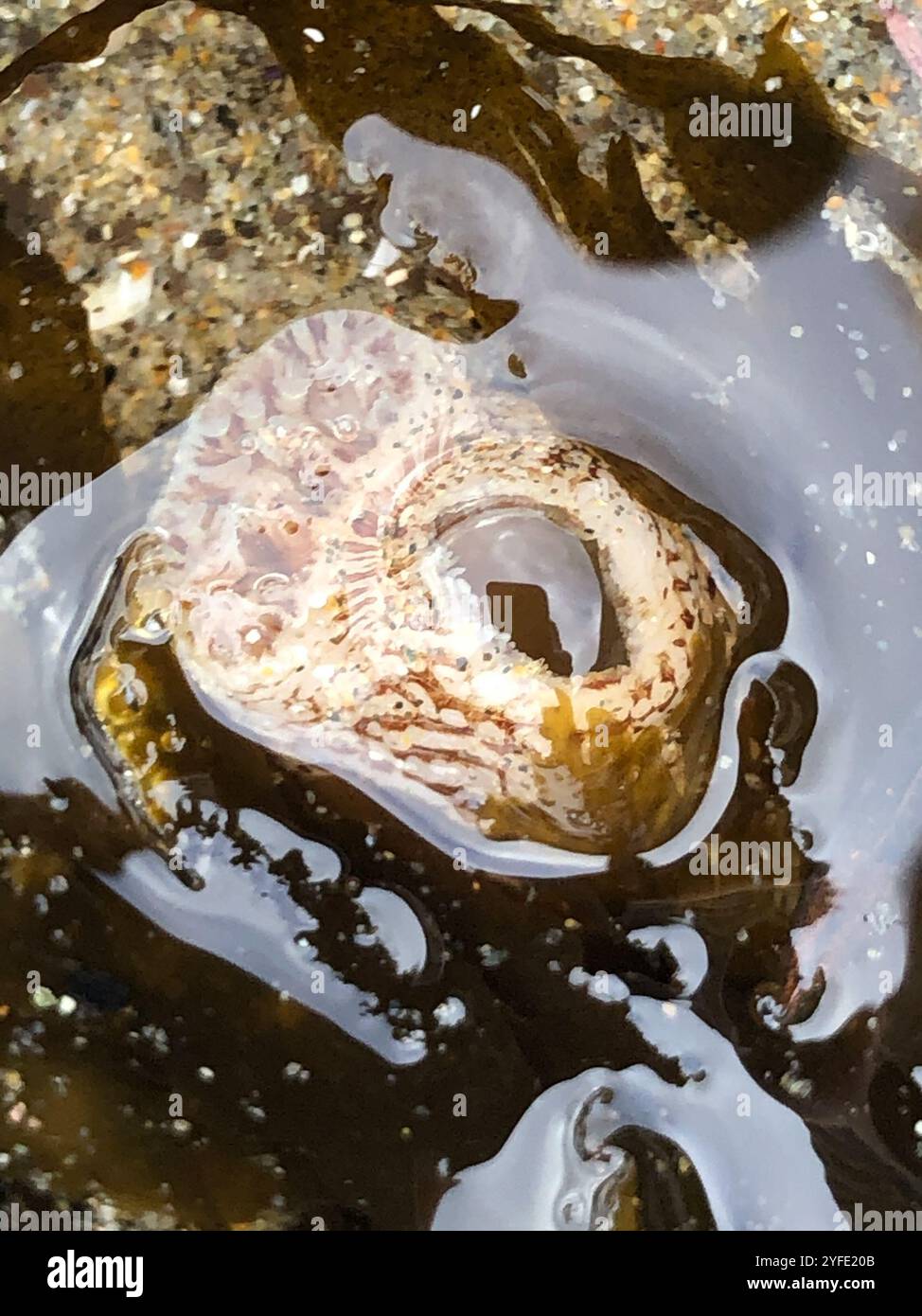 Rough piddock hi-res stock photography and images - Alamy