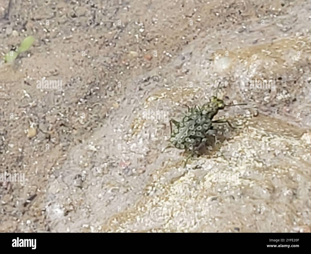 Marsh Ground Beetles (Elaphrus Stock Photo - Alamy