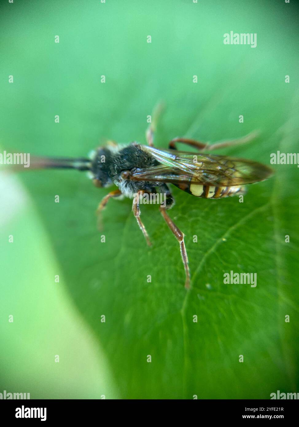 Nomad Bees (Nomada Stock Photo - Alamy