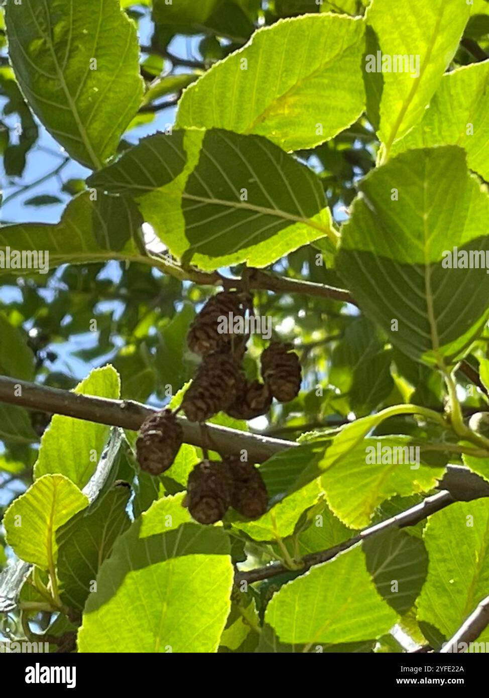 white alder (Alnus rhombifolia Stock Photo - Alamy
