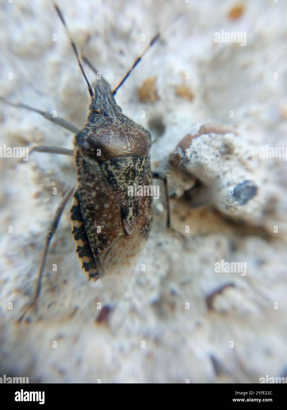 Mottled Stink Bug (Rhaphigaster nebulosa Stock Photo - Alamy