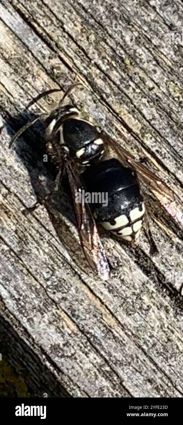Bald-faced Hornet (Dolichovespula maculata Stock Photo - Alamy