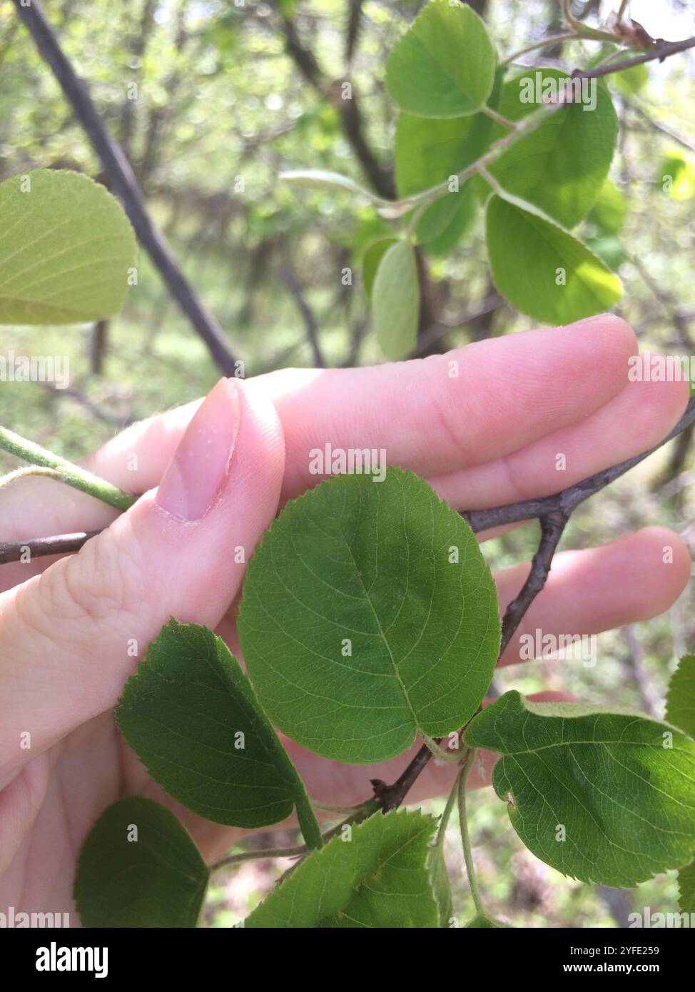 Running Serviceberry (Amelanchier stolonifera Stock Photo - Alamy