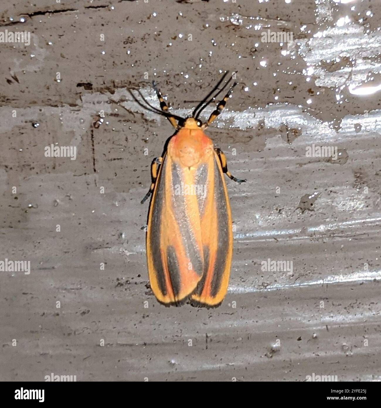 Painted Lichen Moth (Hypoprepia fucosa Stock Photo - Alamy