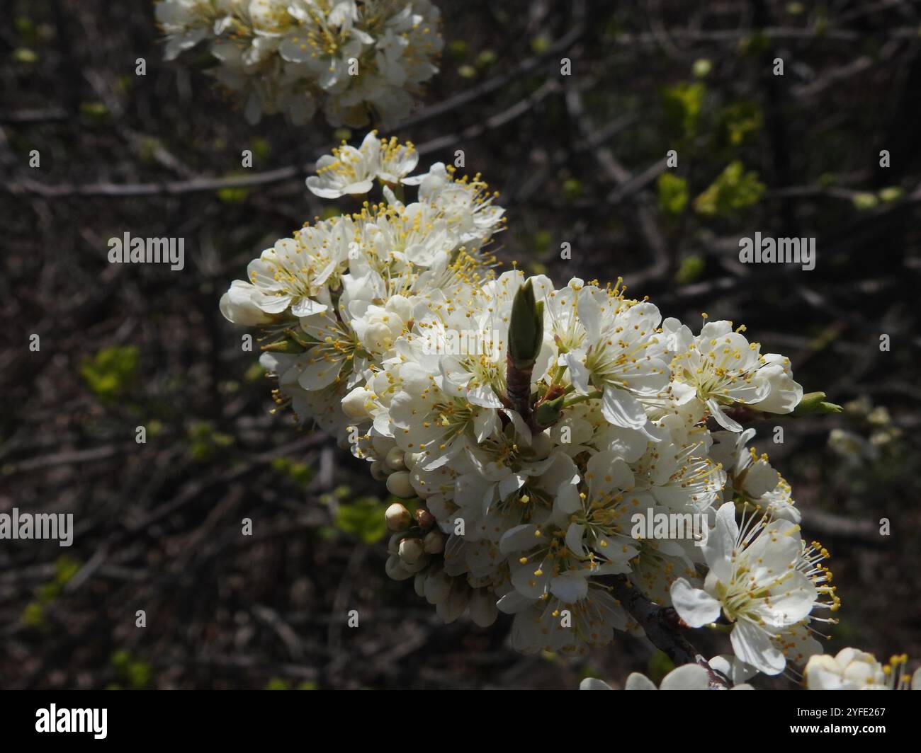 Prunus maritima hi-res stock photography and images - Alamy