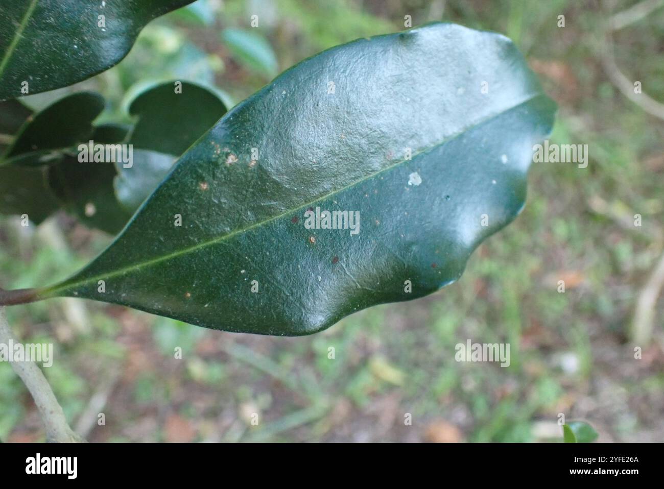 Ironwood (Olea capensis macrocarpa Stock Photo - Alamy