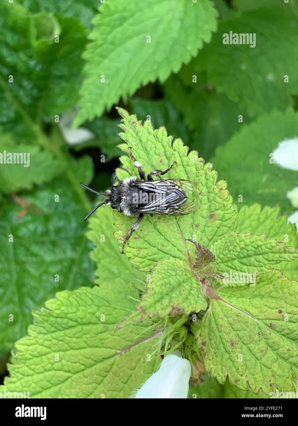 Common mourning bee hi-res stock photography and images - Alamy