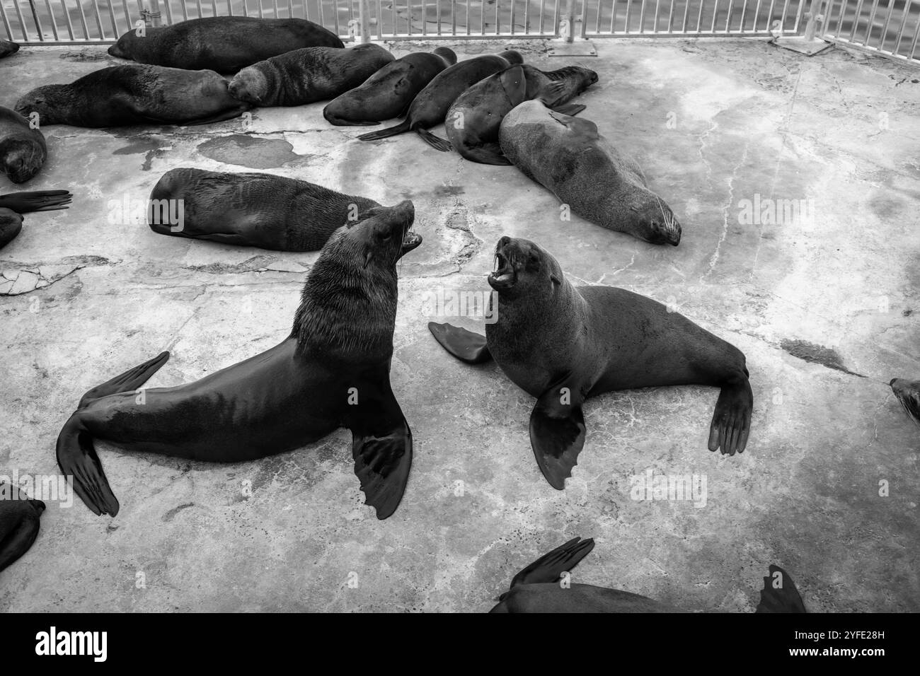 Seals fish Black and White Stock Photos & Images - Alamy