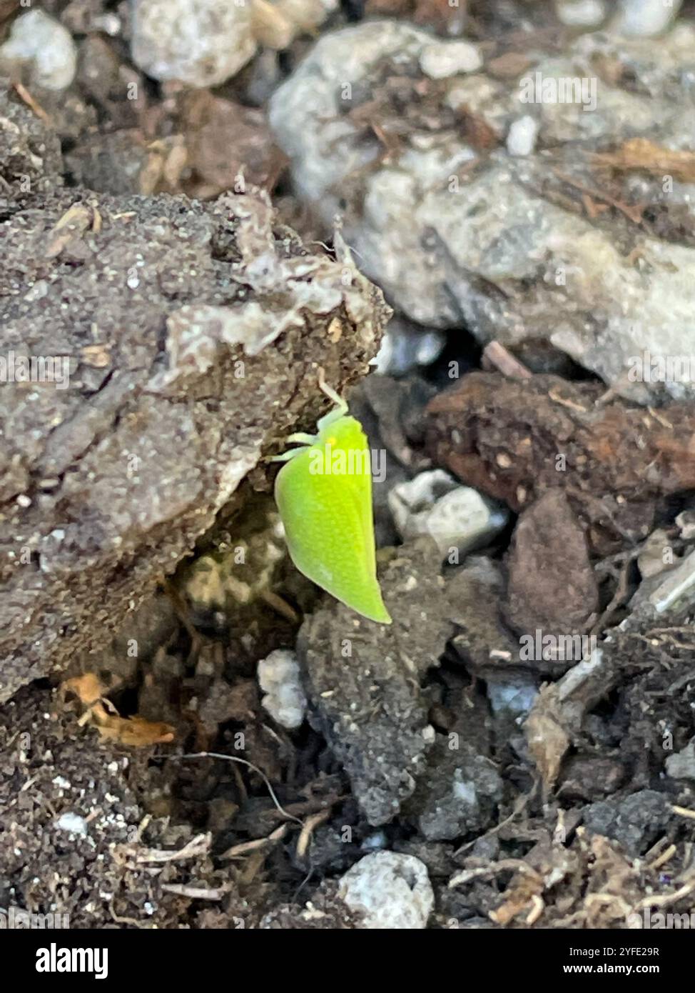 Torpedo Bug (Siphanta acuta Stock Photo - Alamy