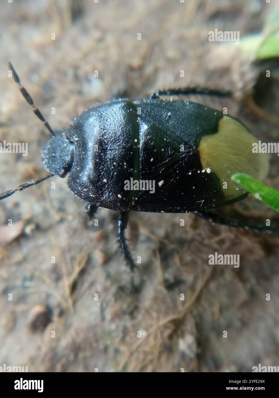 Black burrowing bug (Cydnus aterrimus Stock Photo - Alamy