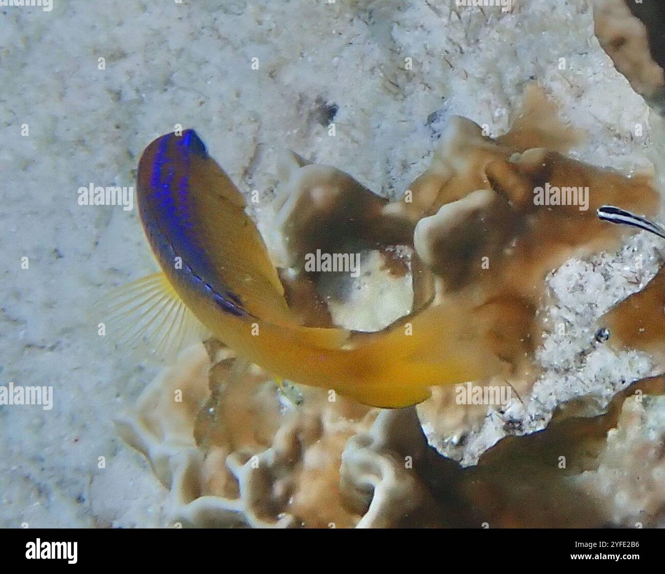 Longfin Damselfish (Stegastes diencaeus Stock Photo - Alamy