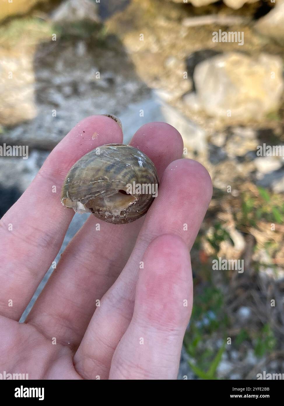 Common Apple Snails (Pomacea Stock Photo - Alamy