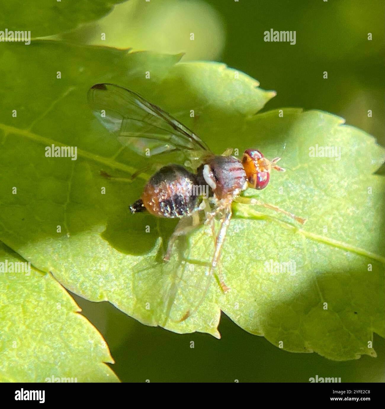 olive fruit fly (Bactrocera oleae Stock Photo - Alamy