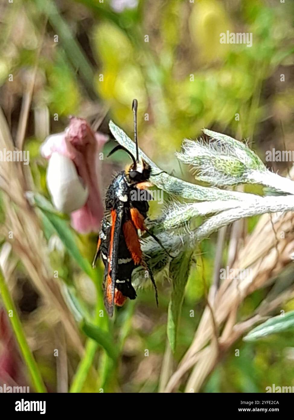 Fiery clearwing hi-res stock photography and images - Alamy
