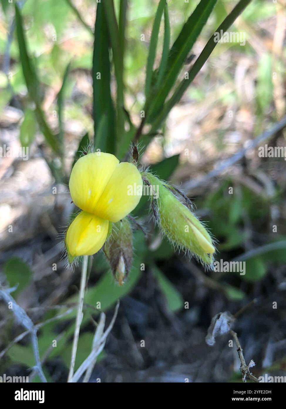arrowhead rattlebox (Crotalaria sagittalis Stock Photo - Alamy