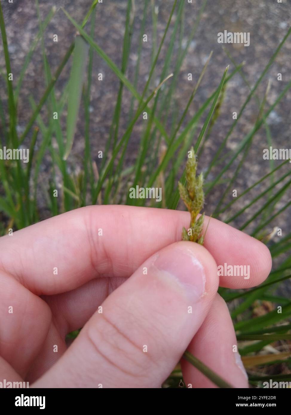 green-sheathed sedge (Carex feta Stock Photo - Alamy