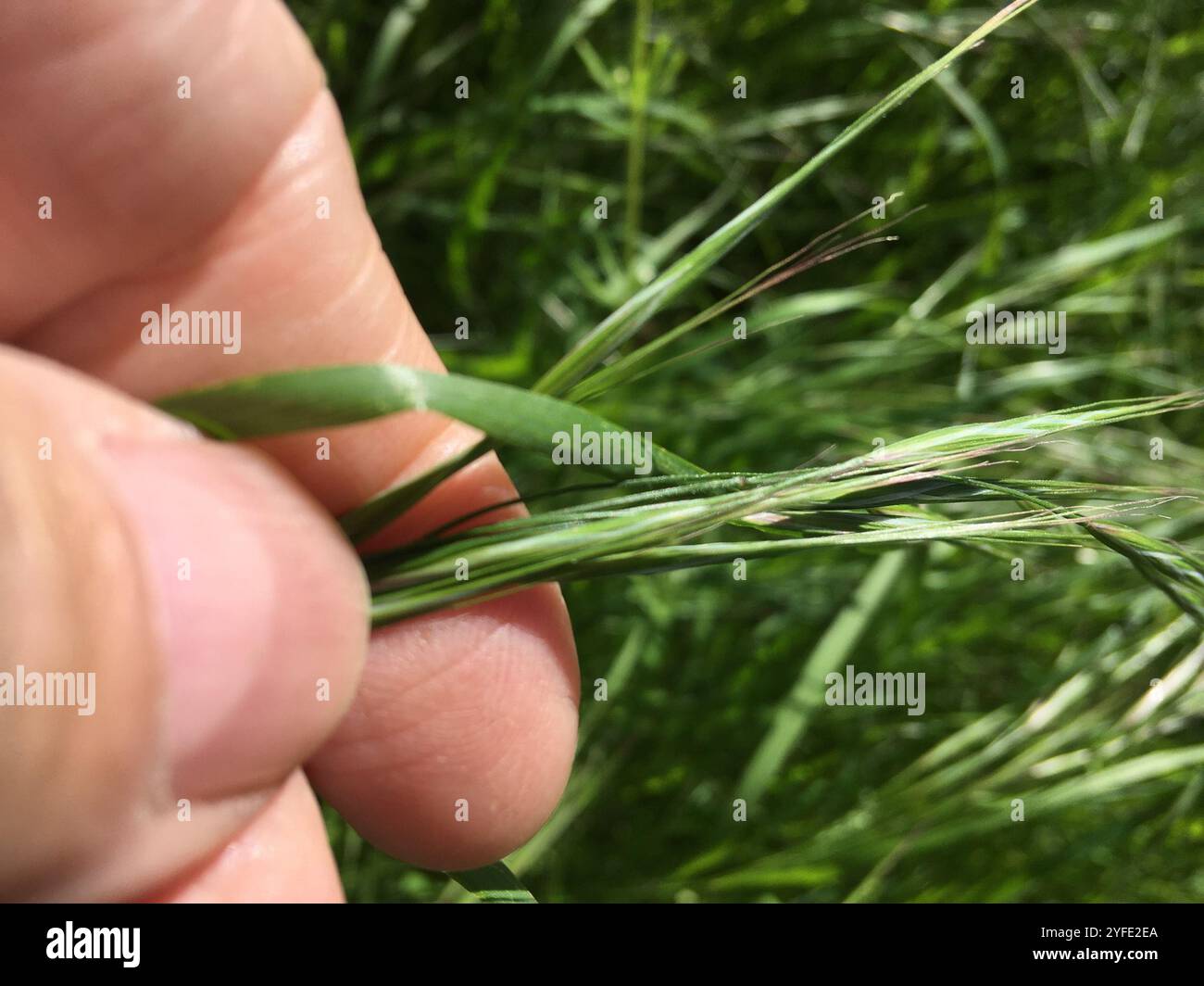 Barren Brome (Bromus sterilis Stock Photo - Alamy