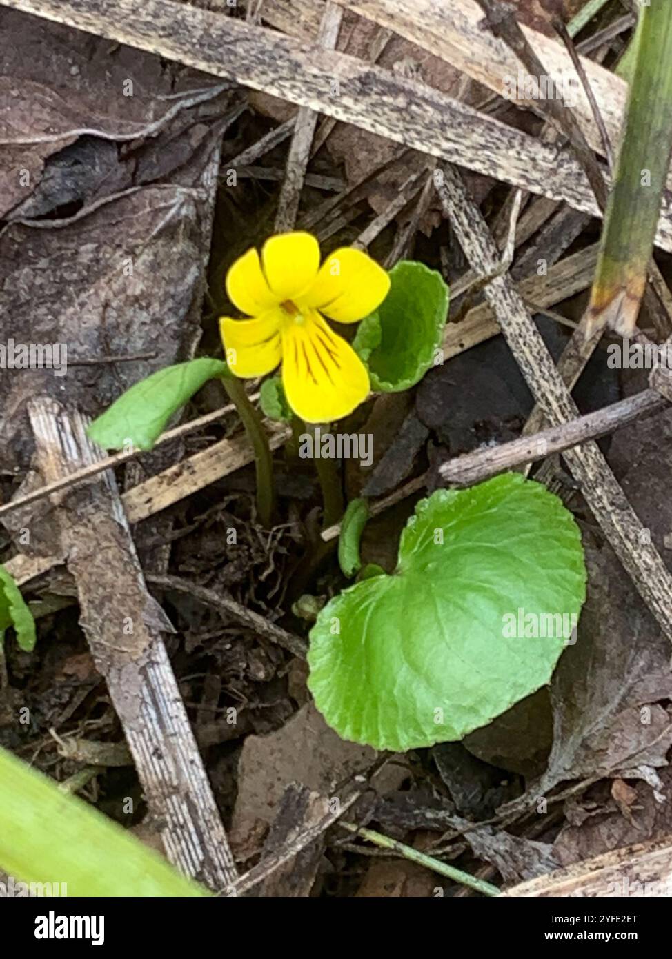 western roundleaf violet (Viola orbiculata Stock Photo - Alamy