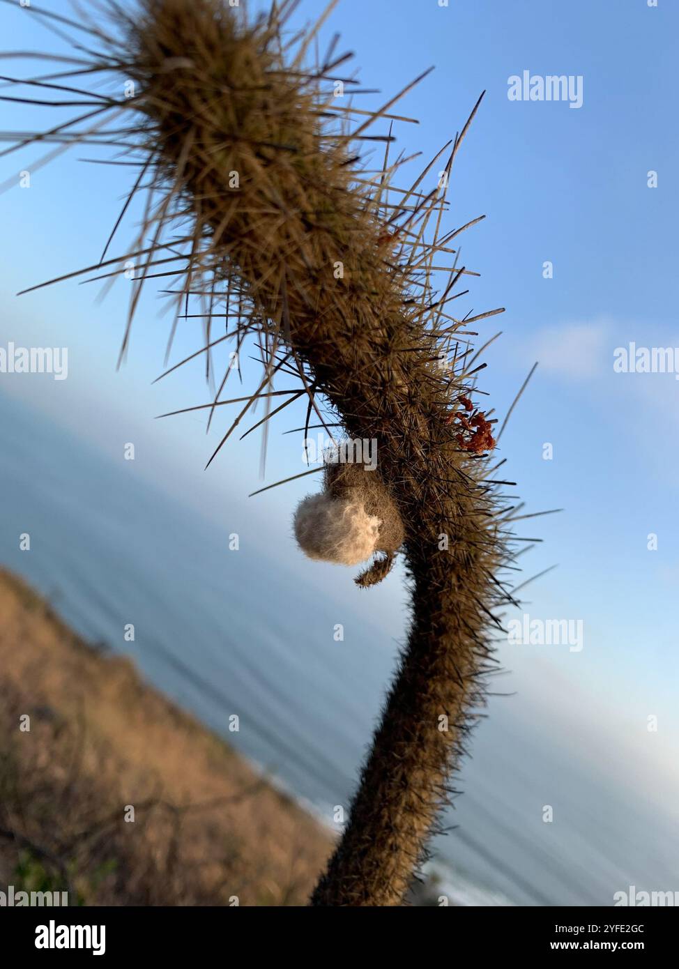Golden-spined Cereus (Bergerocactus emoryi Stock Photo - Alamy