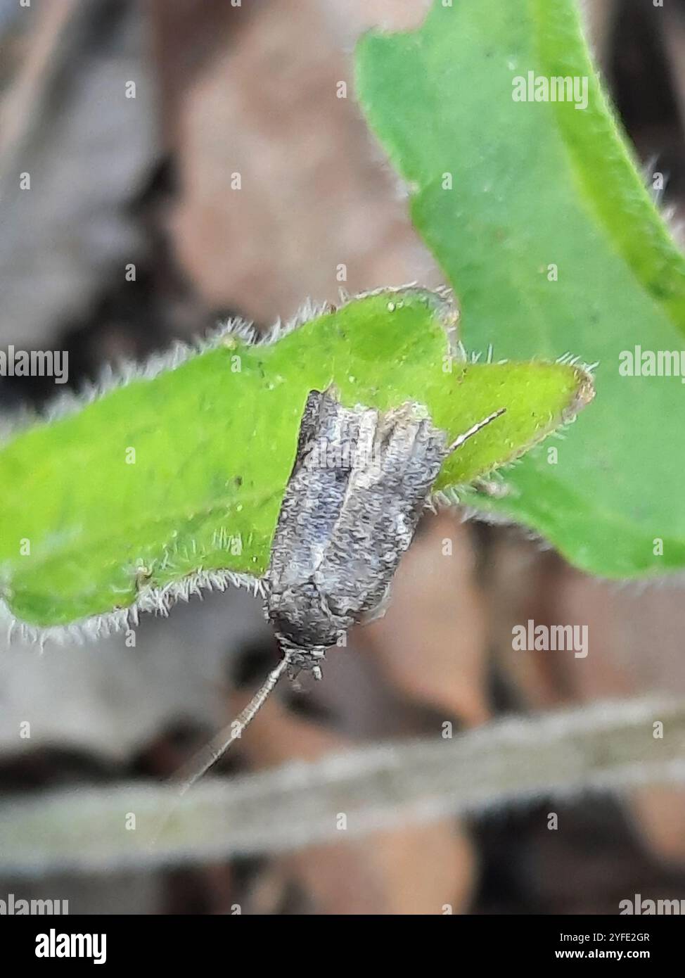 Curved-horn Moths (Gelechioidea Stock Photo - Alamy