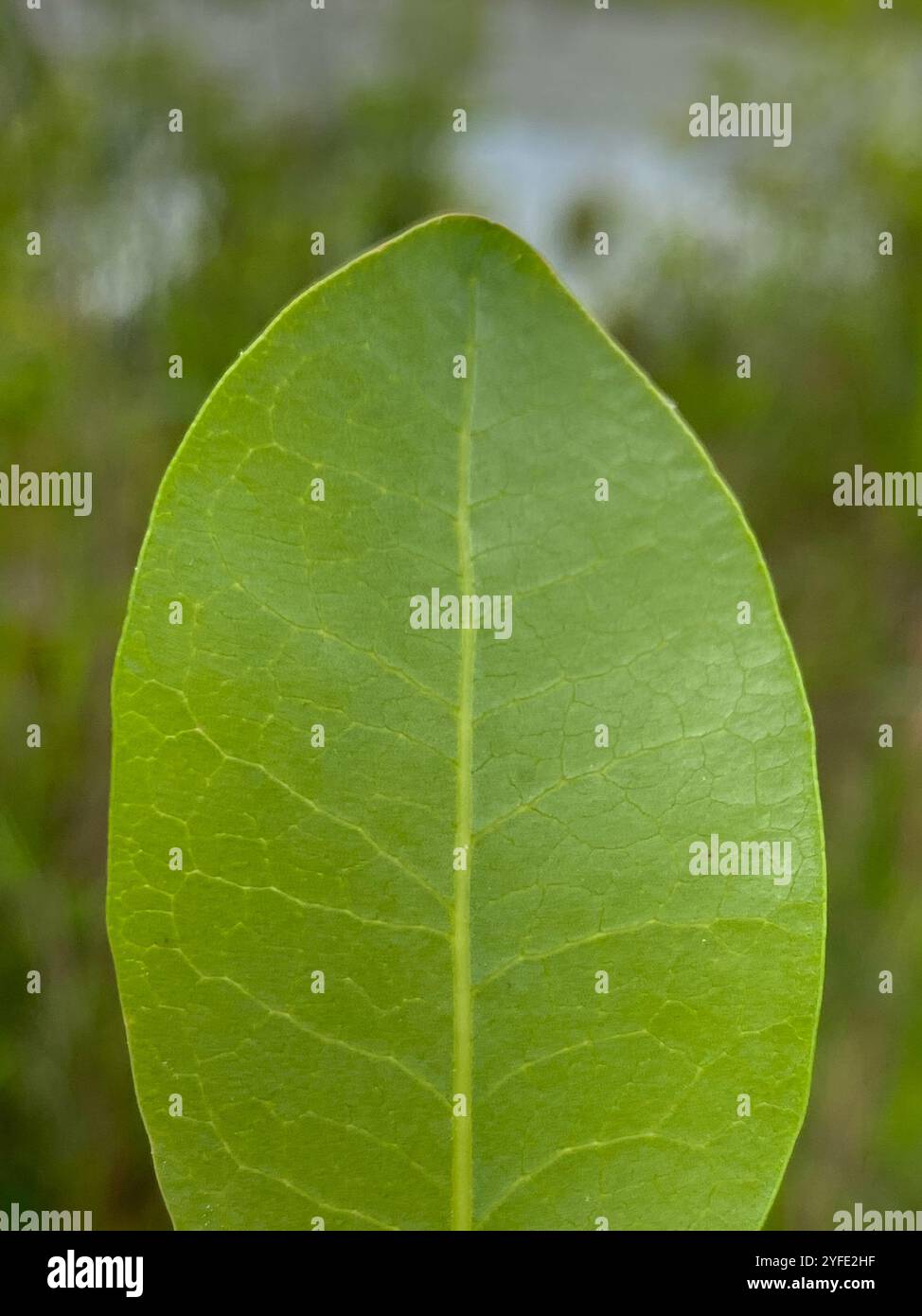 Swamp titi (Cyrilla racemiflora Stock Photo - Alamy