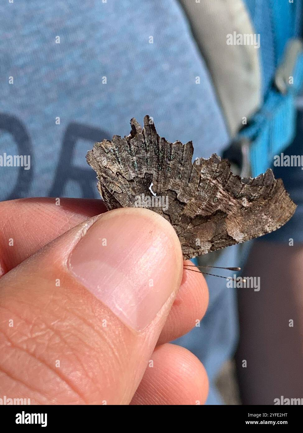 Green Comma (Polygonia faunus Stock Photo - Alamy