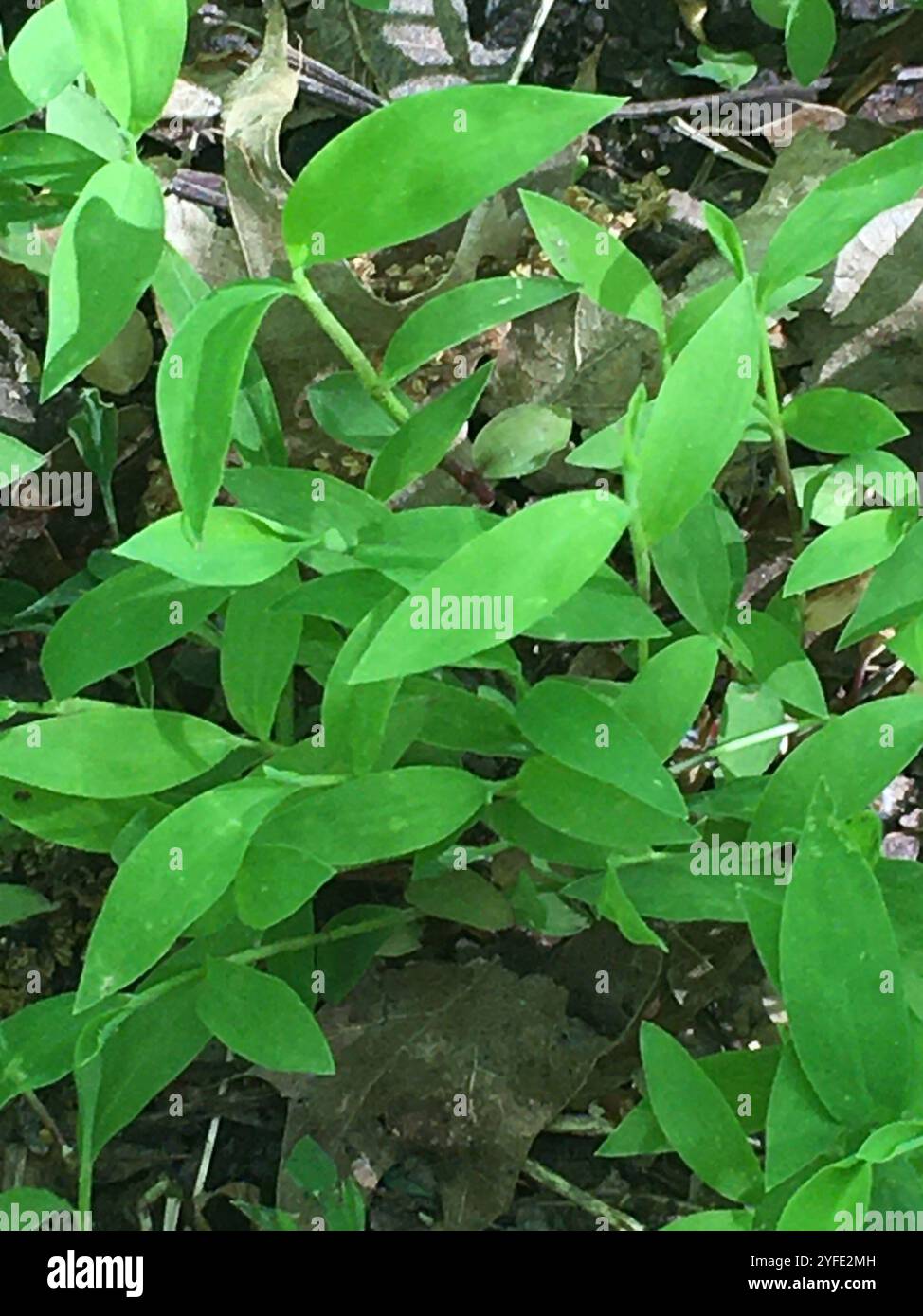 Japanese stiltgrass (Microstegium vimineum Stock Photo - Alamy
