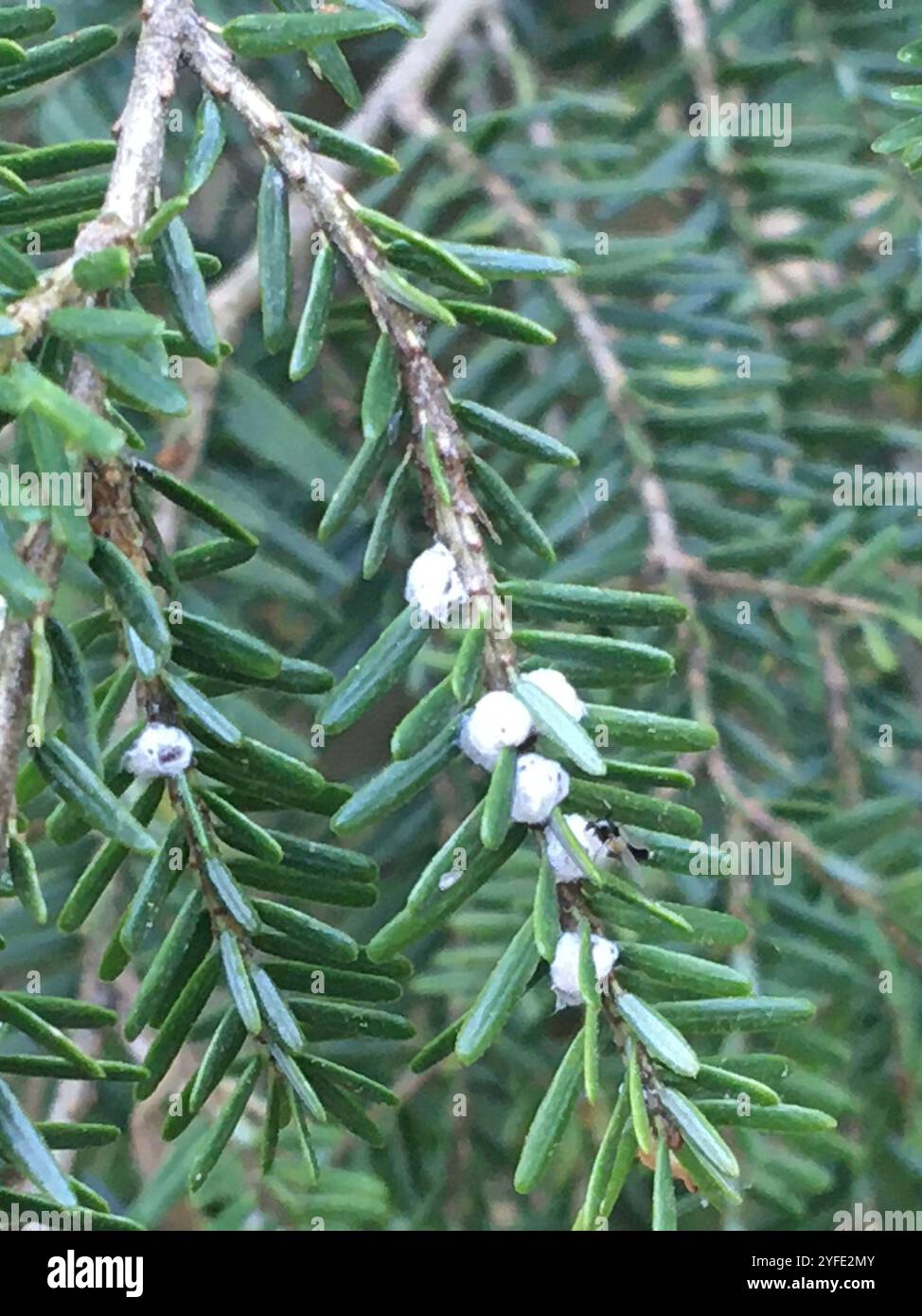 Hemlock Woolly Adelgid (Adelges tsugae Stock Photo - Alamy