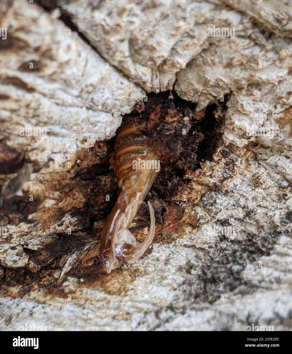 Carpenterworm moth hi-res stock photography and images - Alamy