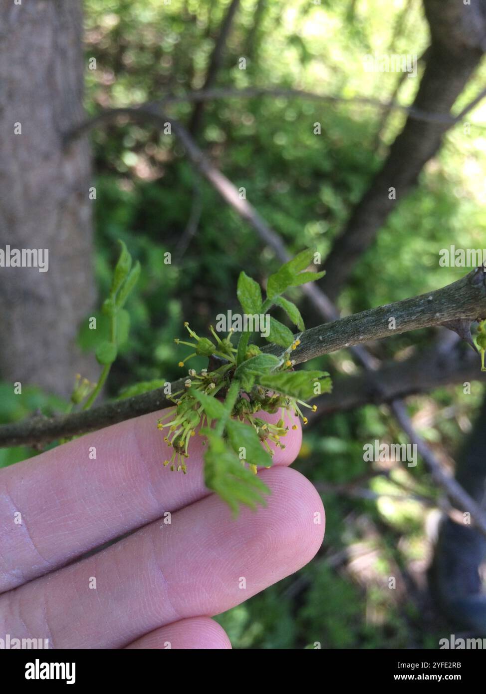 common prickly ash (Zanthoxylum americanum Stock Photo - Alamy
