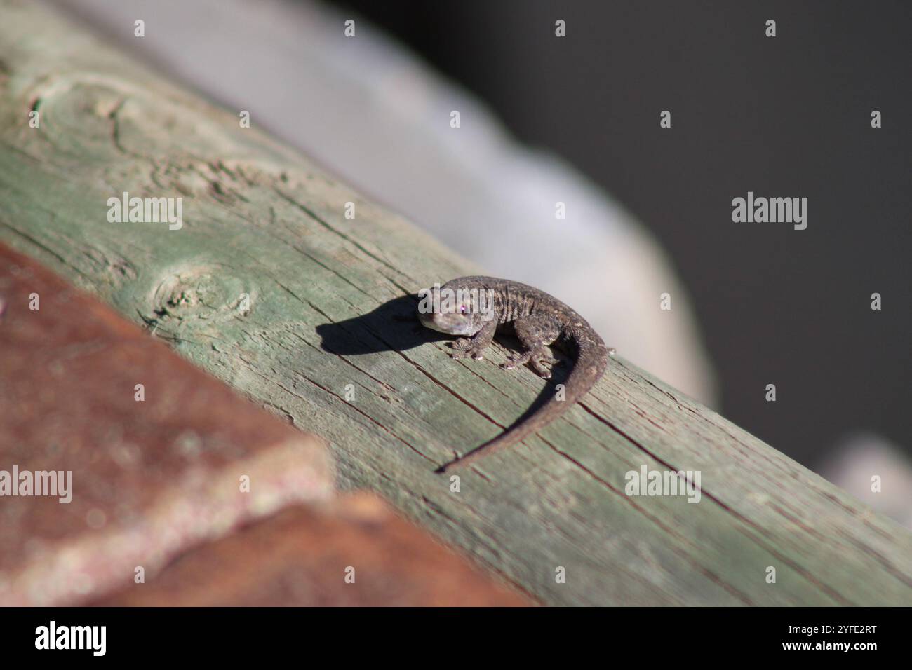 Common Dwarf Gecko (Lygodactylus capensis Stock Photo - Alamy