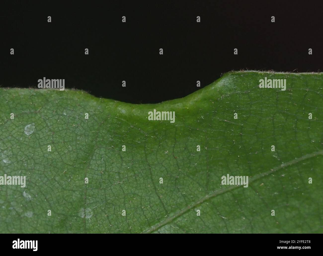 Marginal Leaf Fold Gall Midge (Macrodiplosis erubescens Stock Photo - Alamy