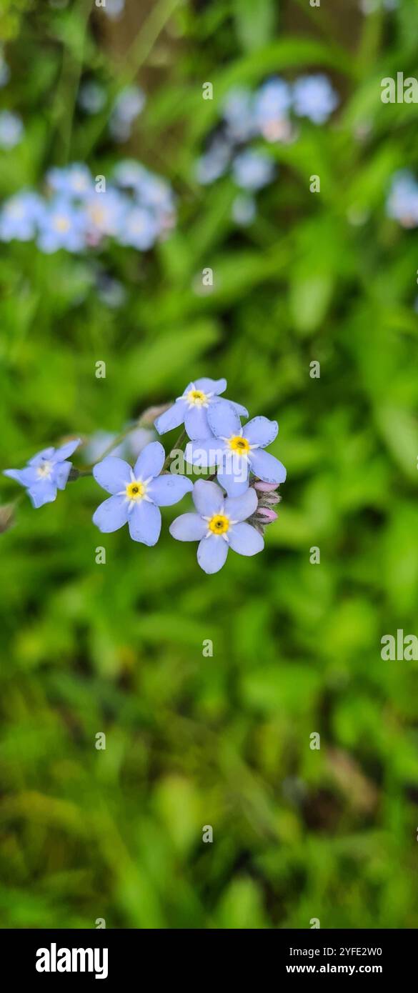 Wood Forget-me-not (Myosotis sylvatica Stock Photo - Alamy
