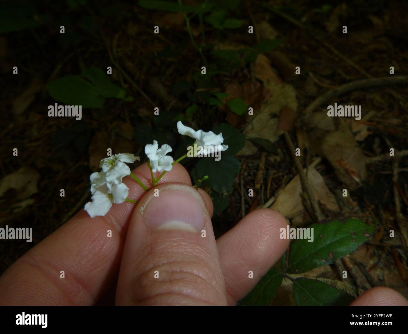 Trefoil Cress (Cardamine trifolia Stock Photo - Alamy