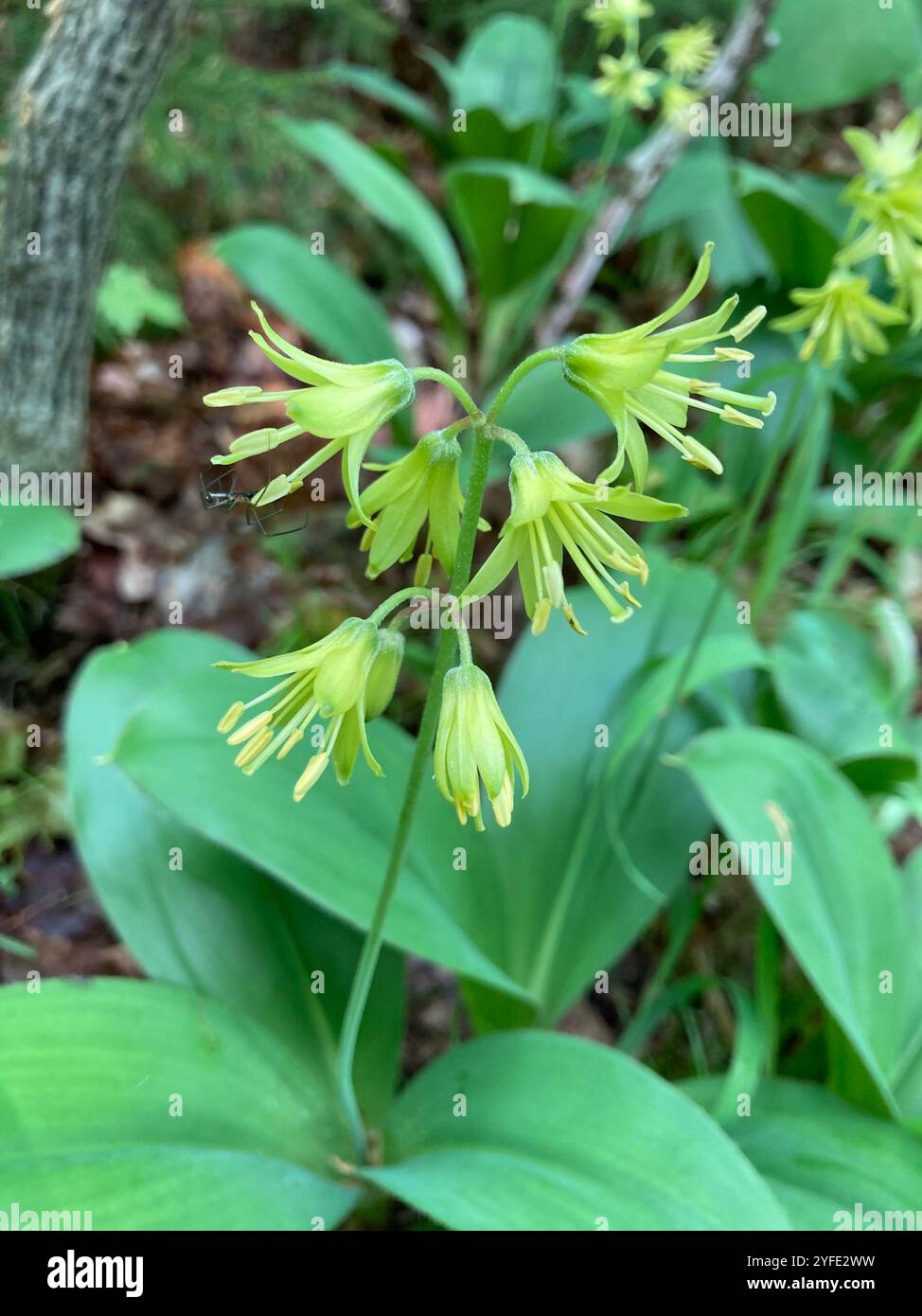 bluebead lily (Clintonia borealis Stock Photo - Alamy