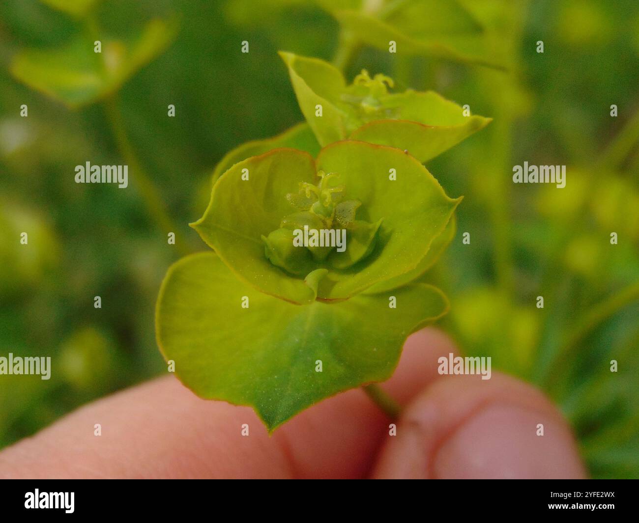 leafy spurge (Euphorbia esula Stock Photo - Alamy