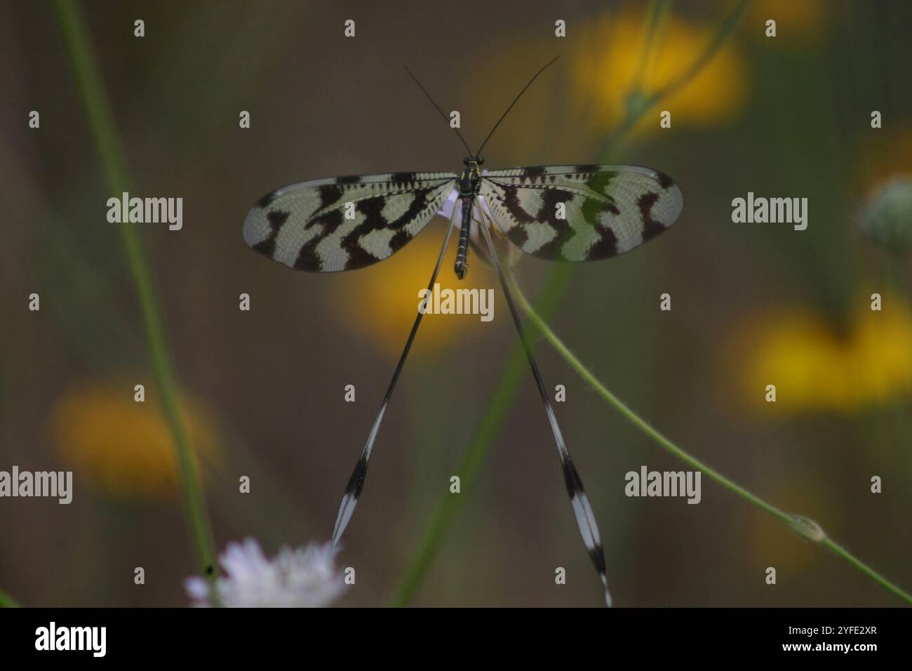 Spoonwing hi-res stock photography and images - Alamy