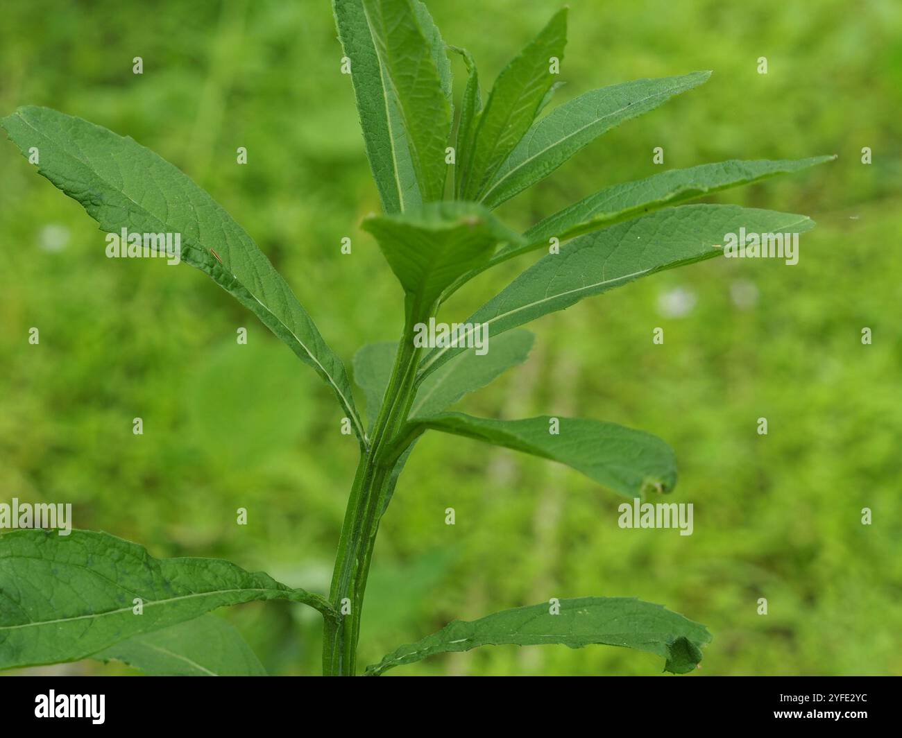 Wingstem (Verbesina alternifolia Stock Photo - Alamy