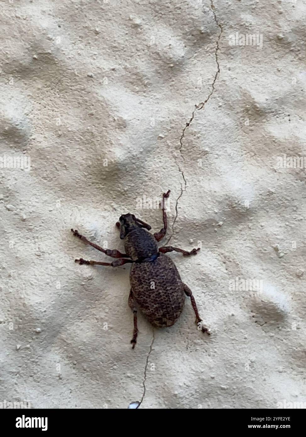 Clay-coloured Weevil (Otiorhynchus singularis Stock Photo - Alamy