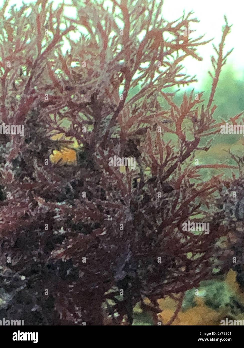 red algae (Rhodophyta Stock Photo - Alamy