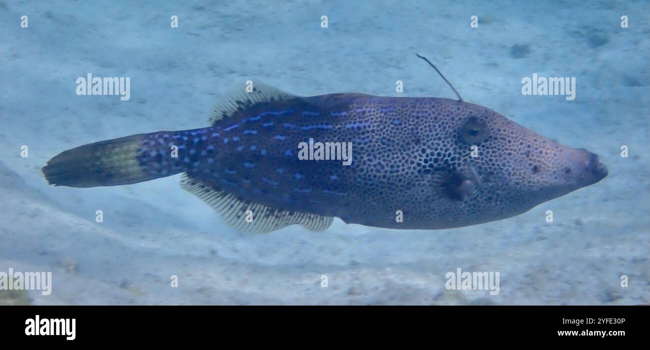 Scrawled Filefish (Aluterus scriptus Stock Photo - Alamy