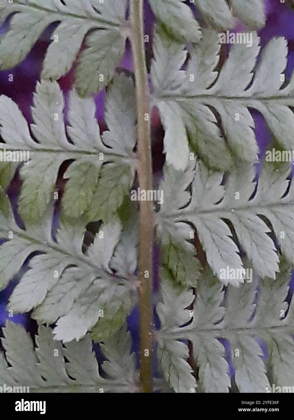 lady ferns (Athyrium Stock Photo - Alamy