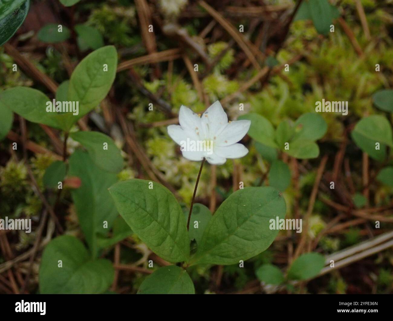 Arctic Starflower (Lysimachia europaea Stock Photo - Alamy