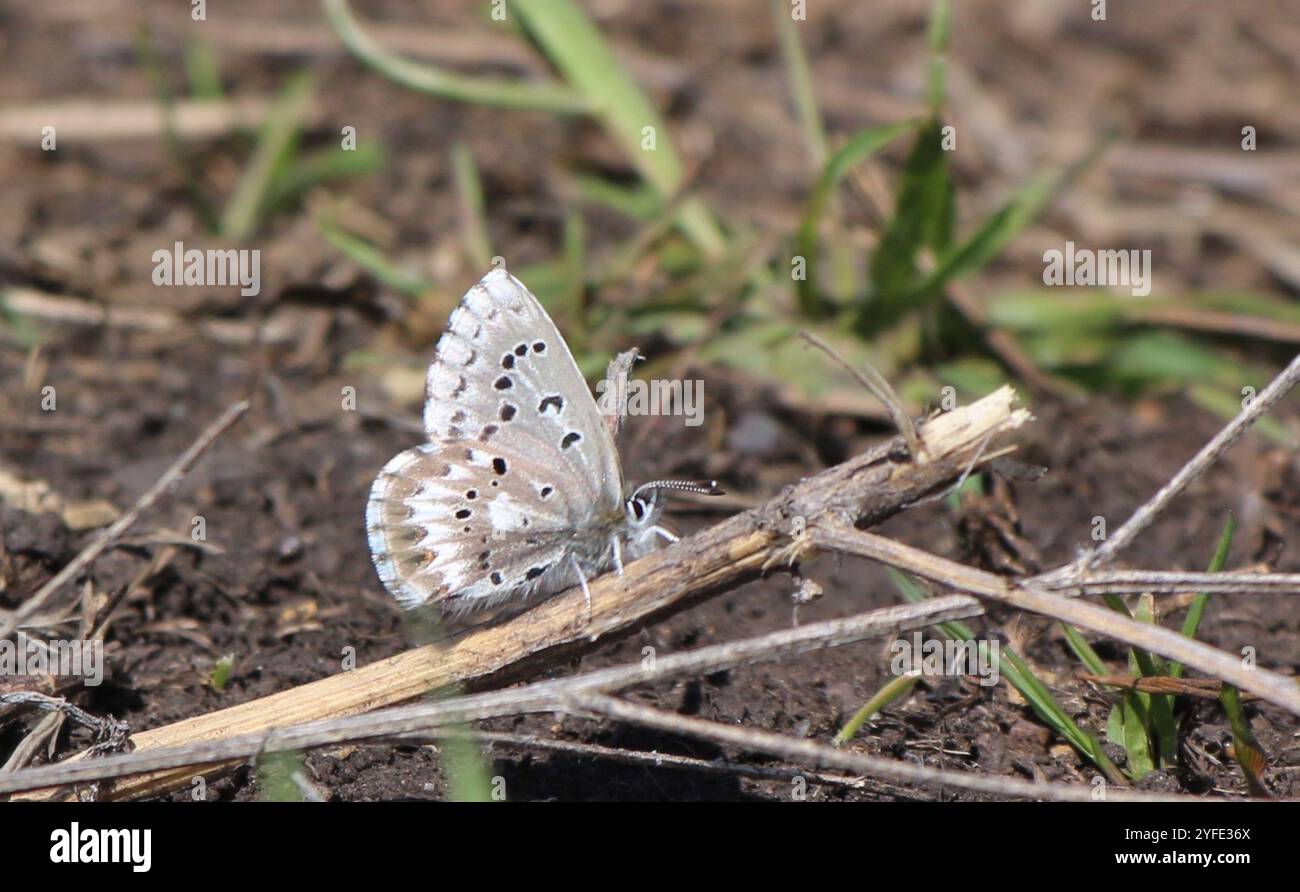 Arrowhead Blue (Glaucopsyche piasus Stock Photo - Alamy