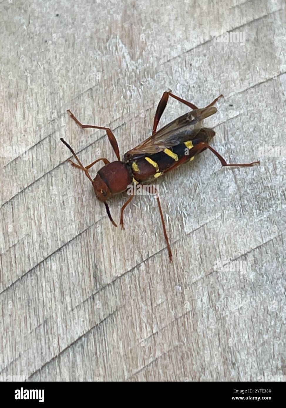 Red-headed Ash Borer (Neoclytus acuminatus Stock Photo - Alamy