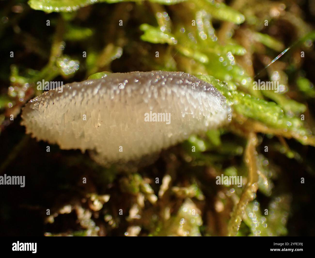 Toothed Jelly Fungus (Pseudohydnum gelatinosum Stock Photo - Alamy