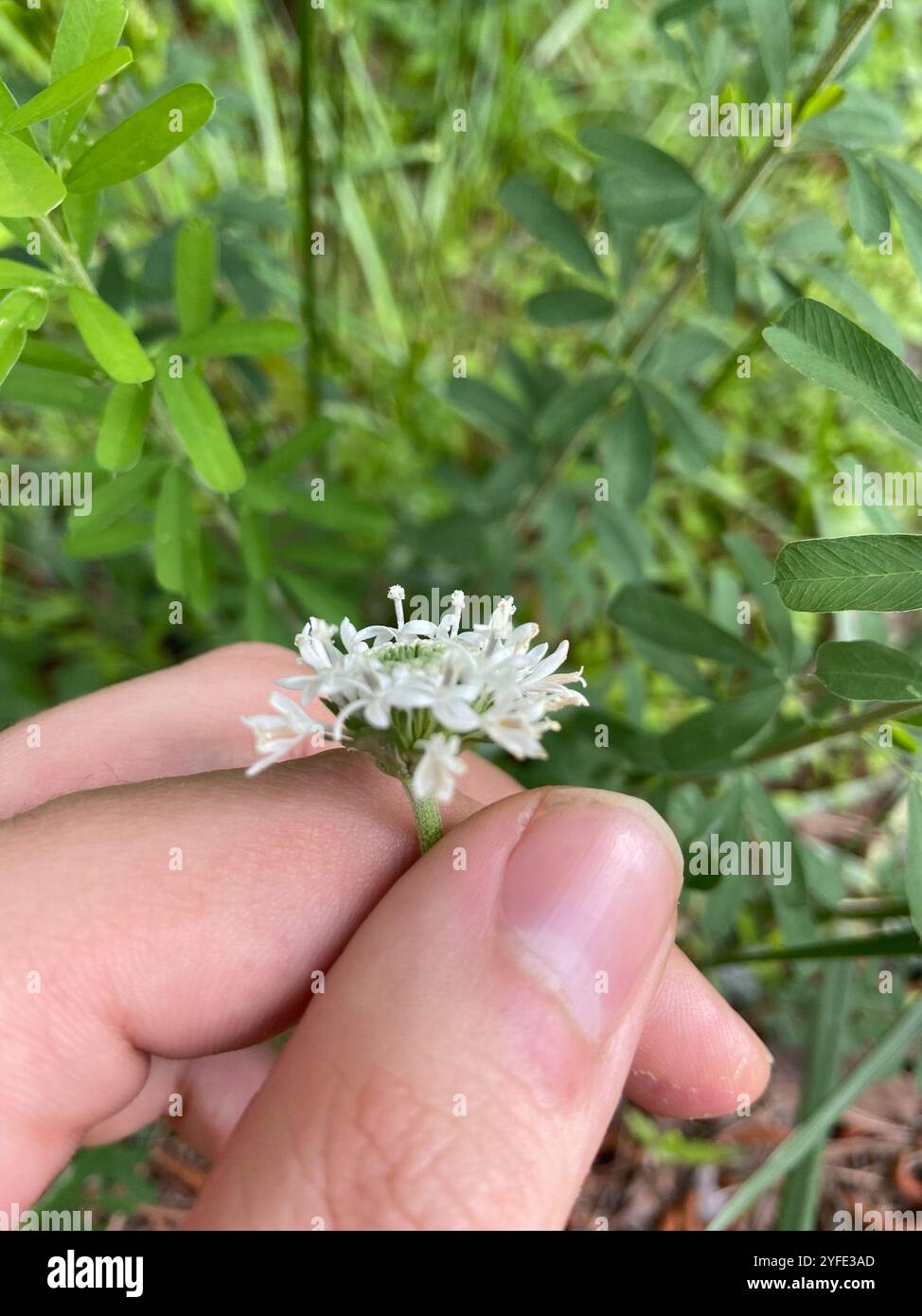 Piedmont Barbara's-buttons (Marshallia obovata Stock Photo - Alamy