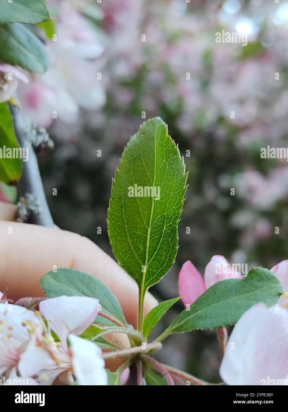 European Wild Apple (Malus sylvestris Stock Photo - Alamy