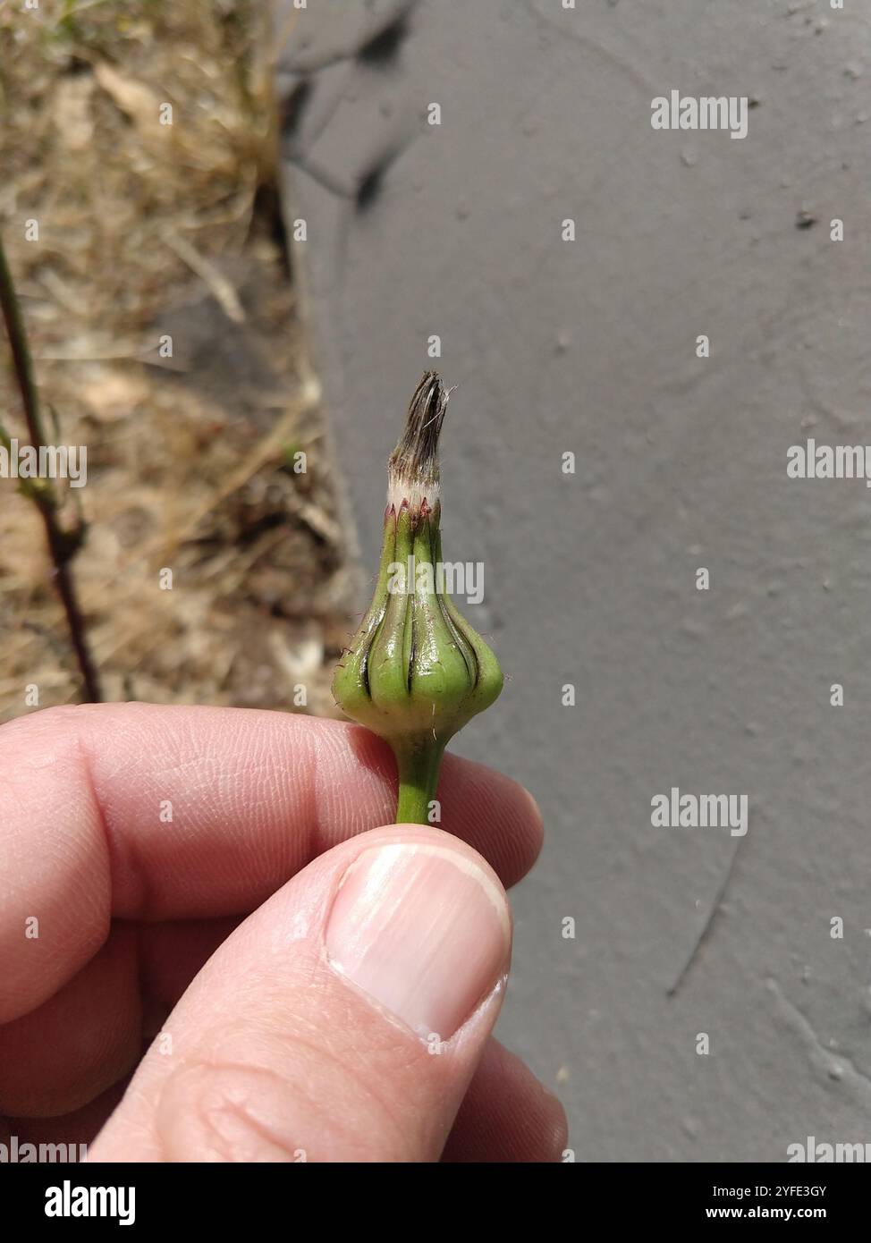 False Hawkbit (Urospermum picroides Stock Photo - Alamy