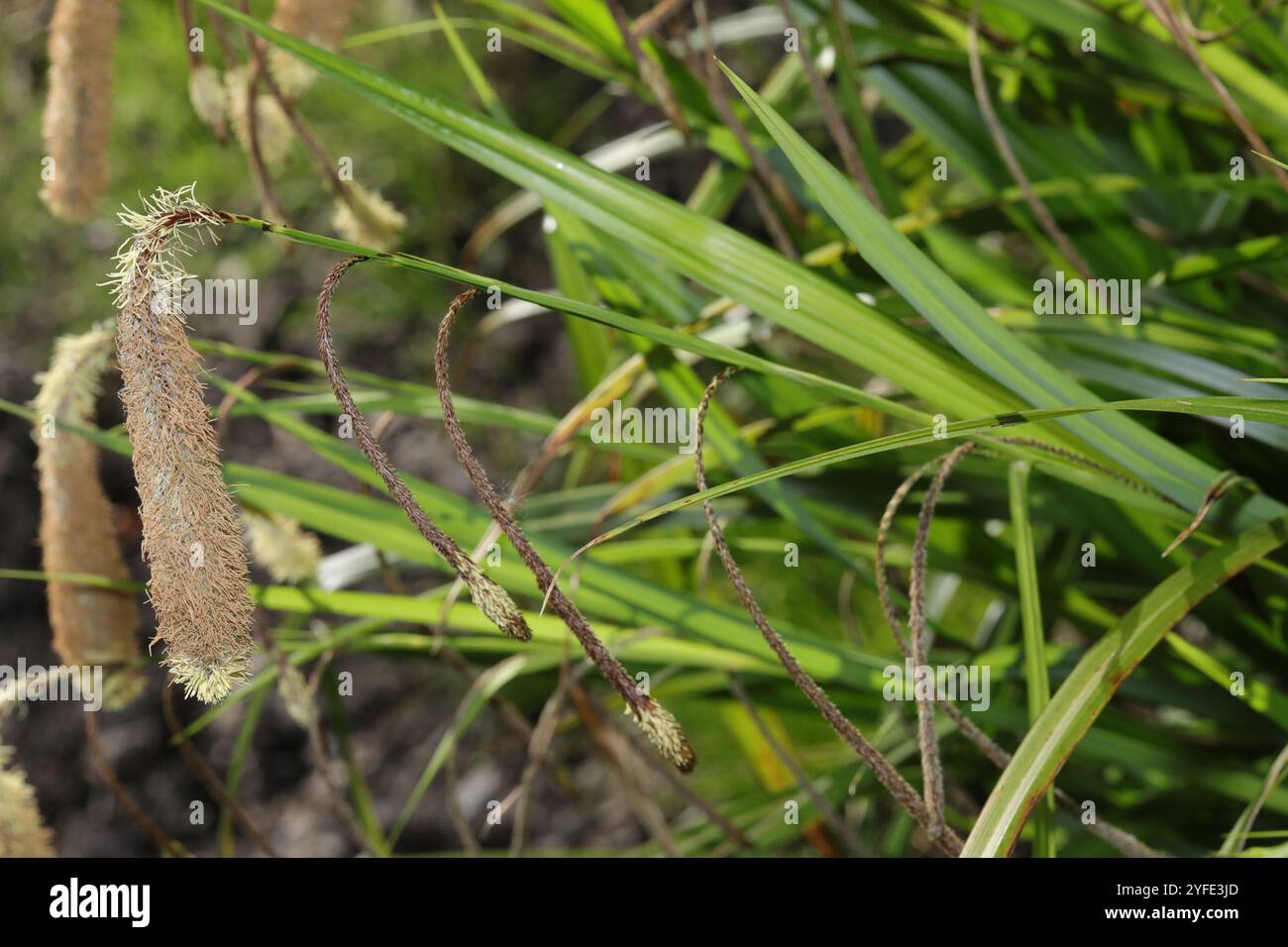 Hanging sedge (Carex pendula Stock Photo - Alamy